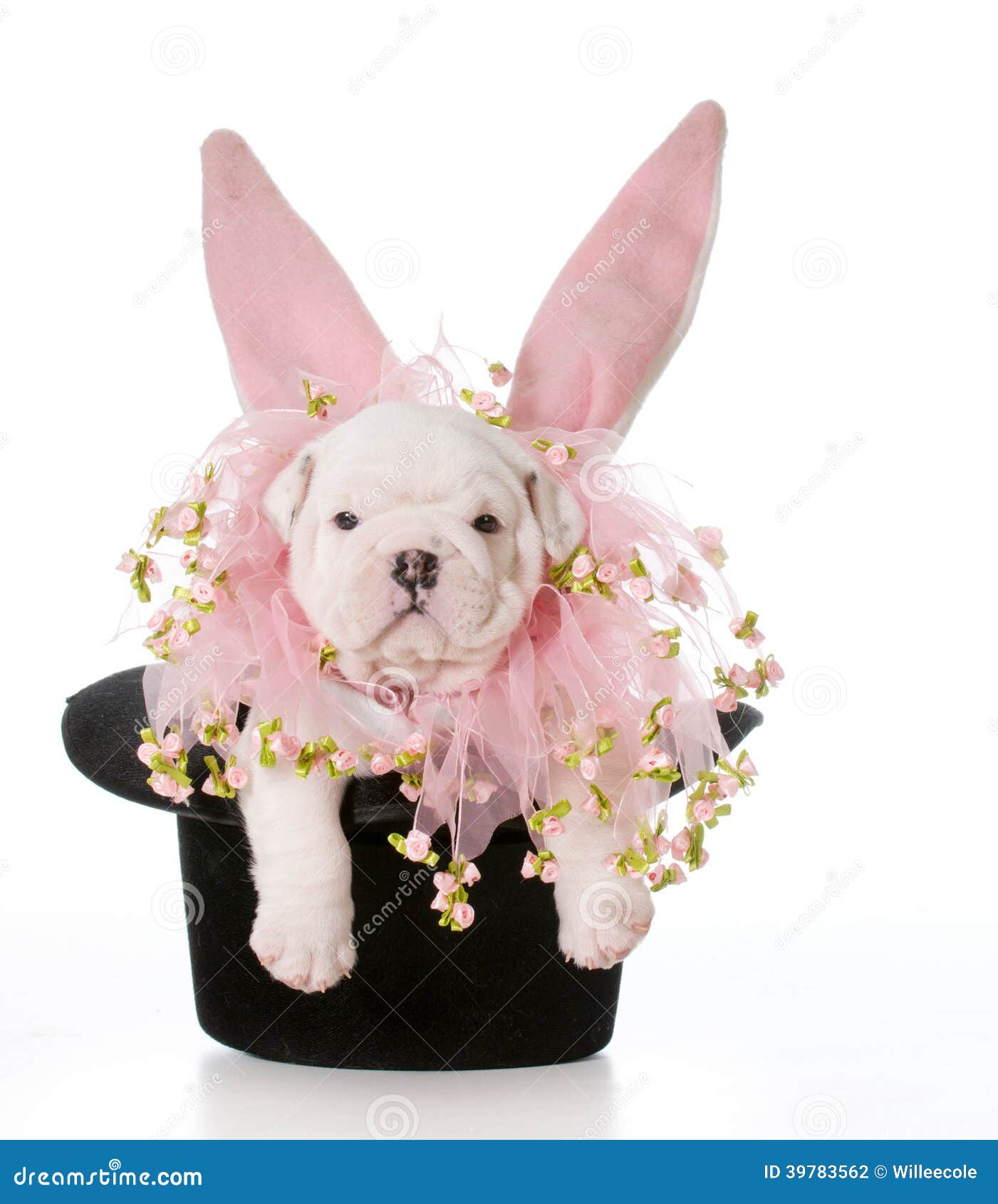 Dog dressed as a rabbit stock photo. Image of portrait - 39783562