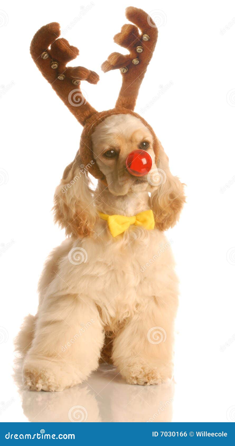 Dog dressed as rudolph stock photo. Image of christmas - 7030166