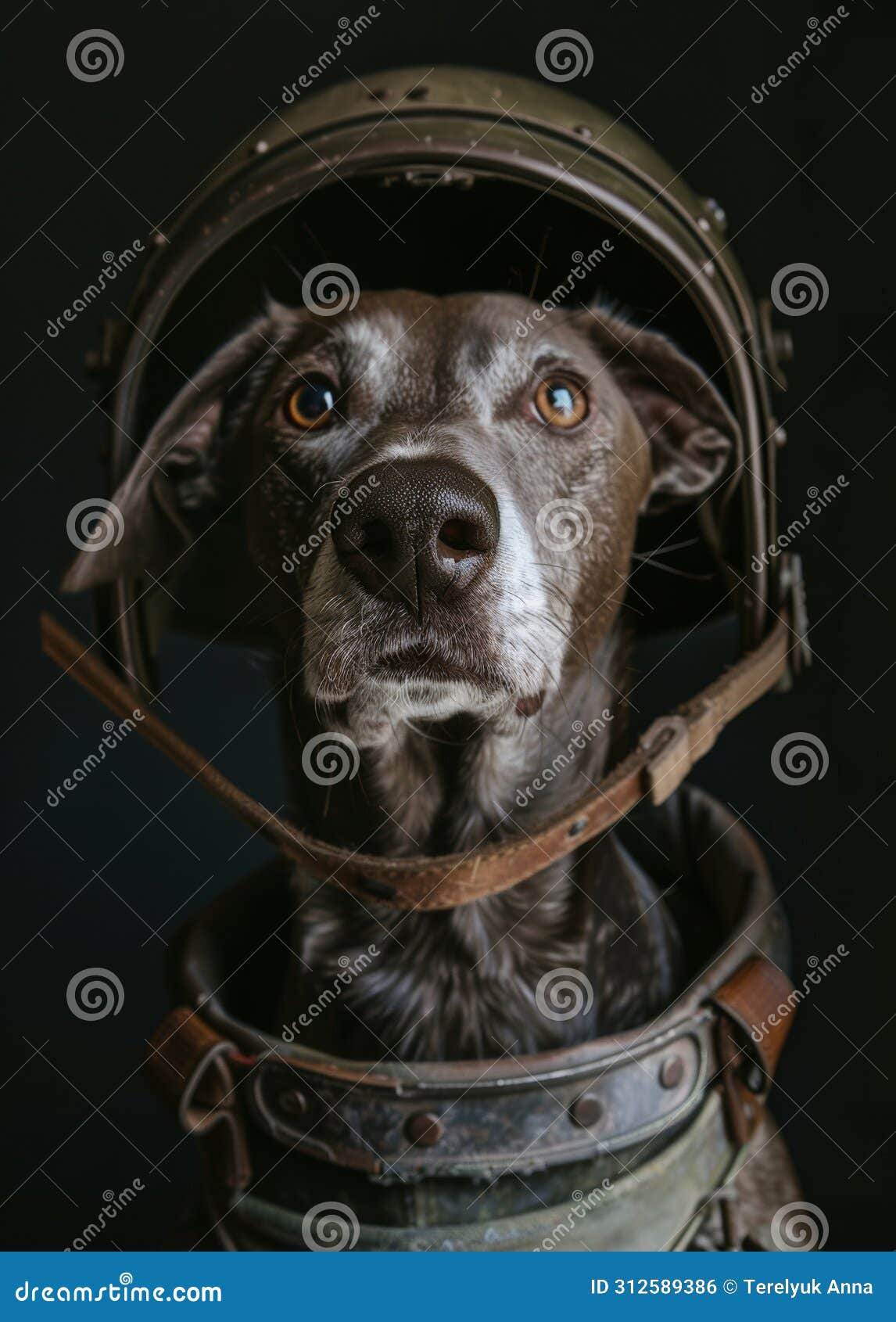 Dog is Dressed in Astronaut S Helmet Stock Photo - Image of nose, black ...