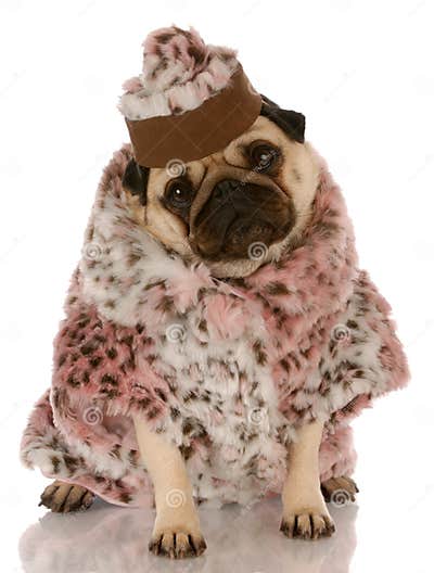 Dog Dressed in Fur Coat and Hat Stock Photo - Image of print, funny ...