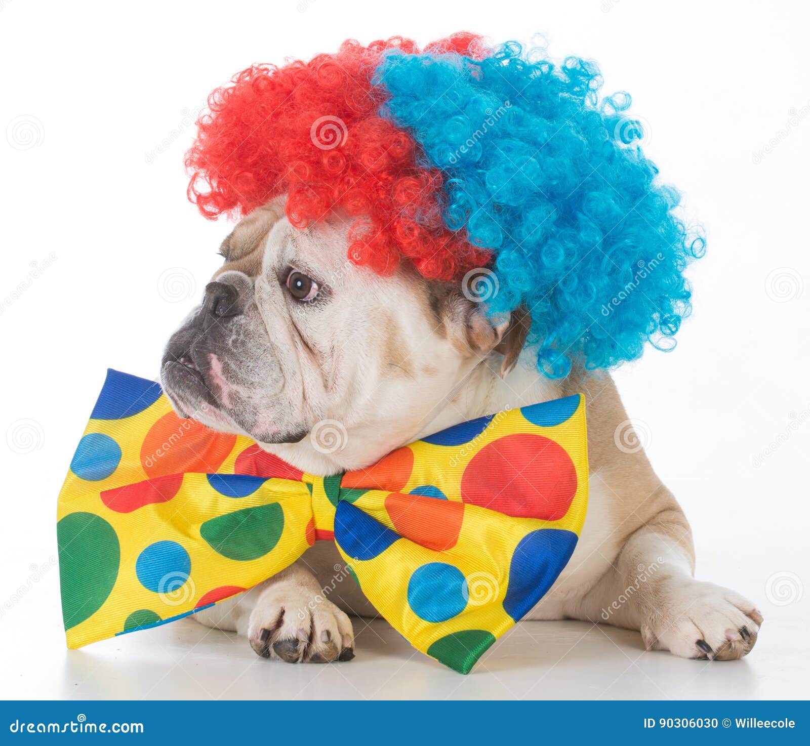 Dog dressed like a clown stock photo. Image of puppy - 90306030