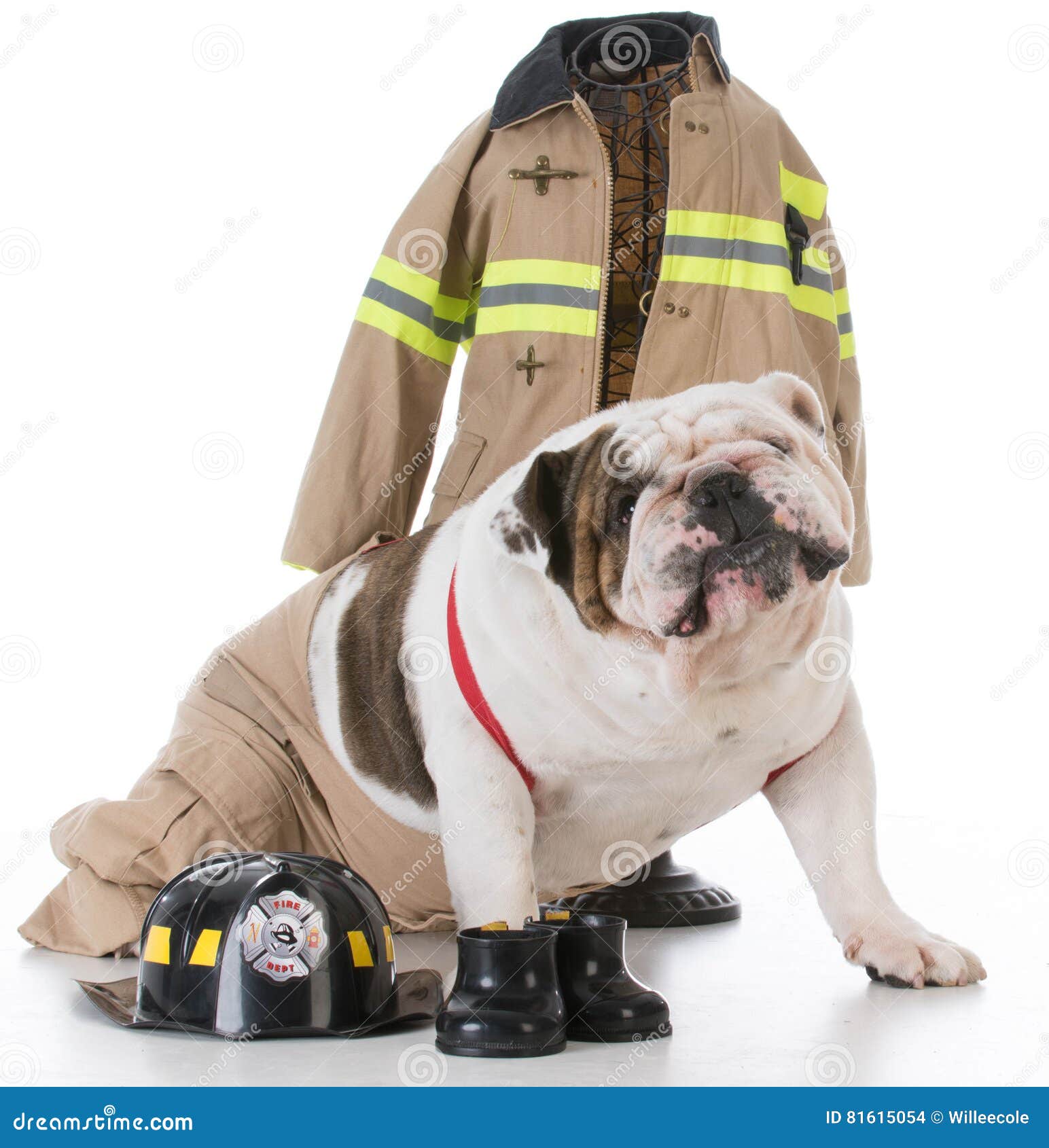 Dog Dressed Like a Firefighter Stock Photo - Image of tongue, purebred ...