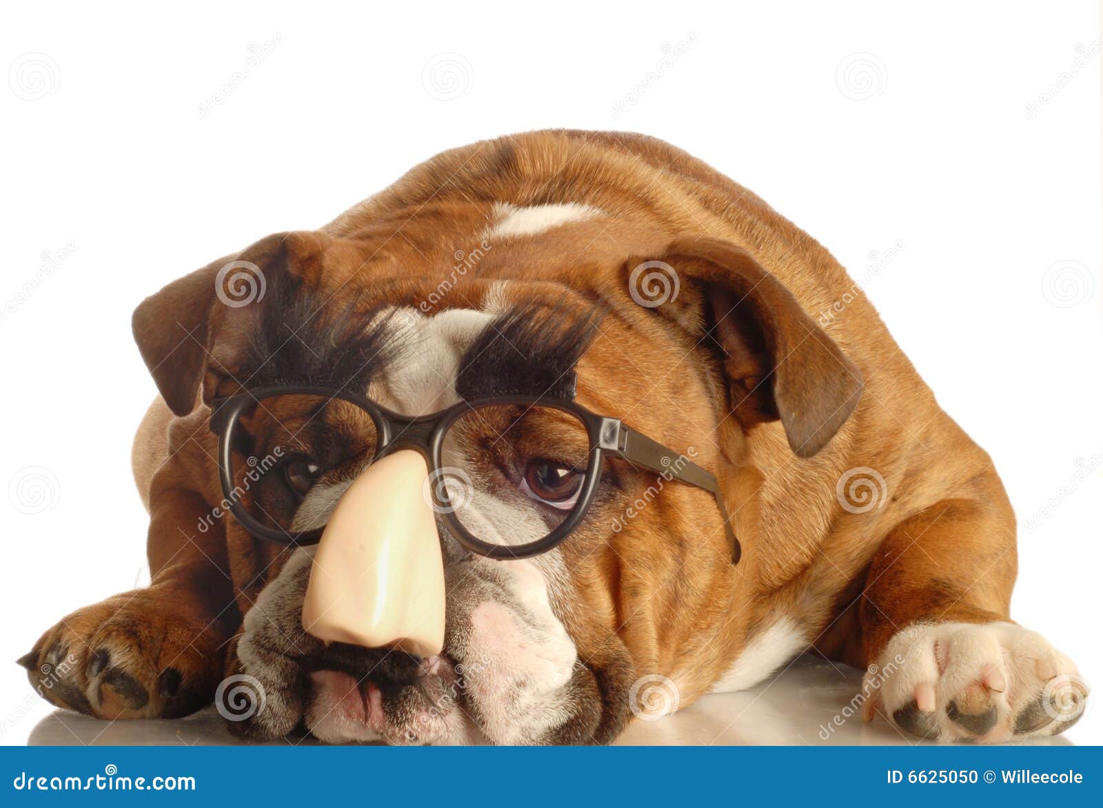 Dog Dressed Like Grouch Marx Stock Photo - Image of doggy, breed: 6625050