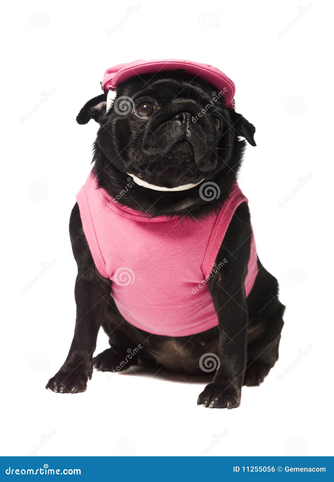 Dog dressed in pink stock photo. Image of pets, close - 11255056