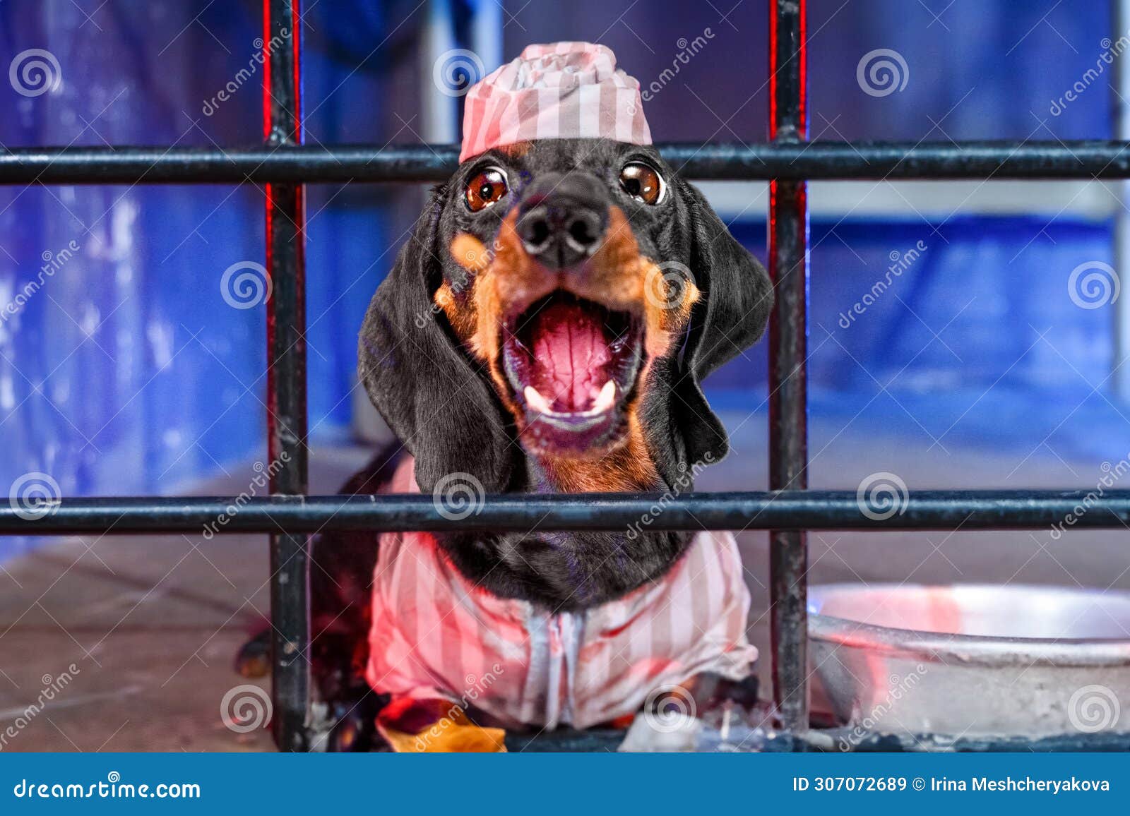 Dog Dressed Prisoner Yelling from Behind Prison Bars, with a Comical ...