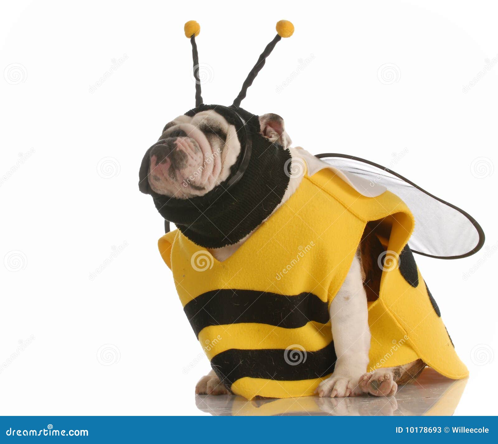 Dog dressed up as a bee stock image. Image of nose, bulldog - 10178693