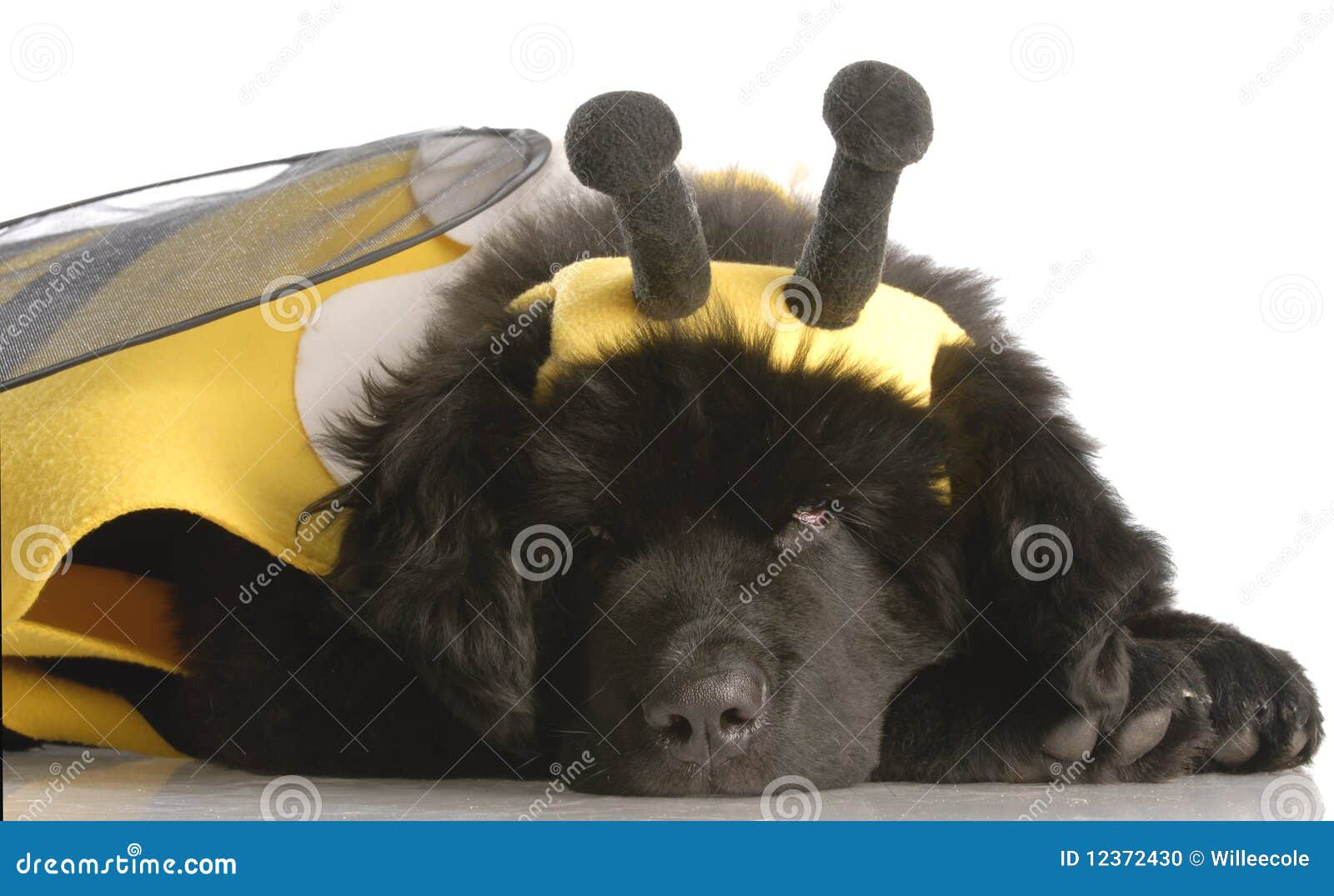 Dog dressed up as a bee stock photo. Image of growth - 12372430
