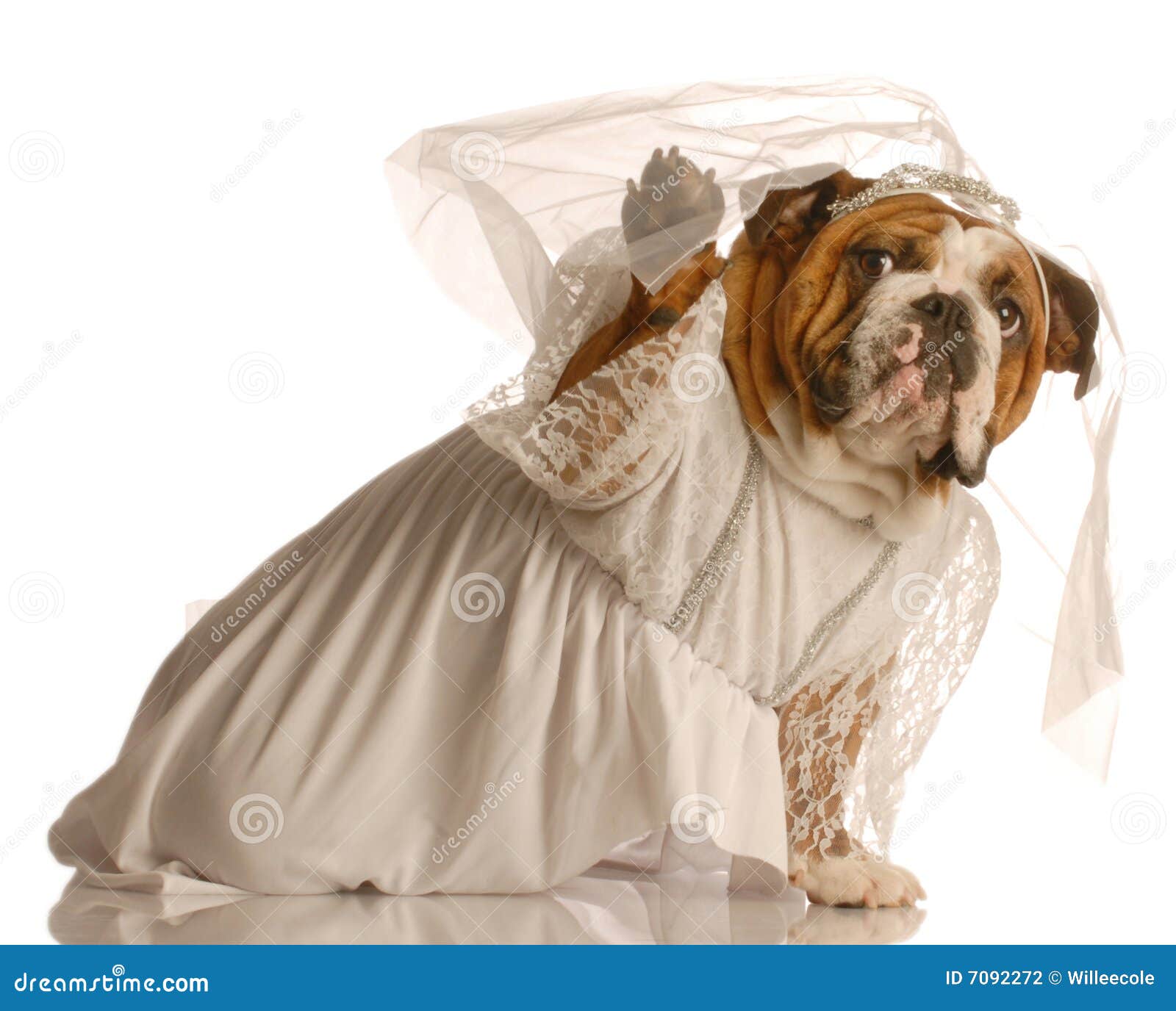 Dog dressed up as bride stock photo. Image of boutique - 7092272