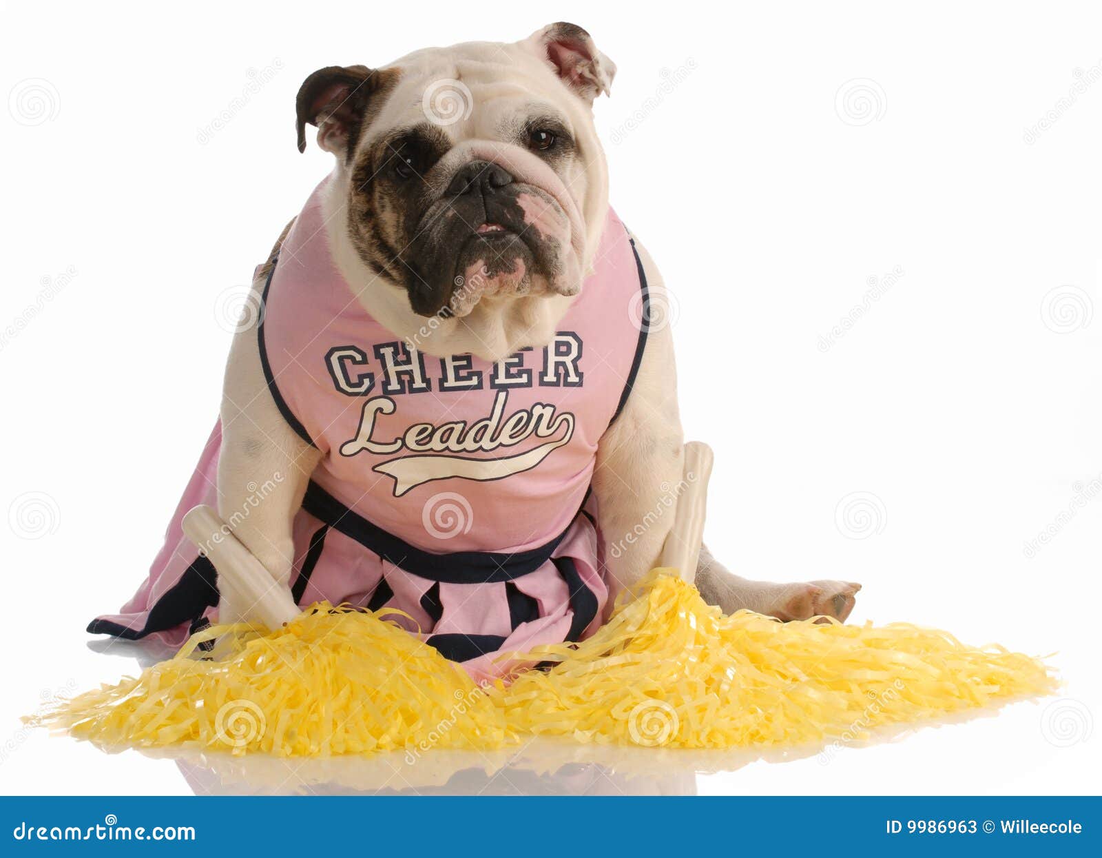 Dog Dressed Up As a Cheerleader Stock Image - Image of canine, bulldog ...