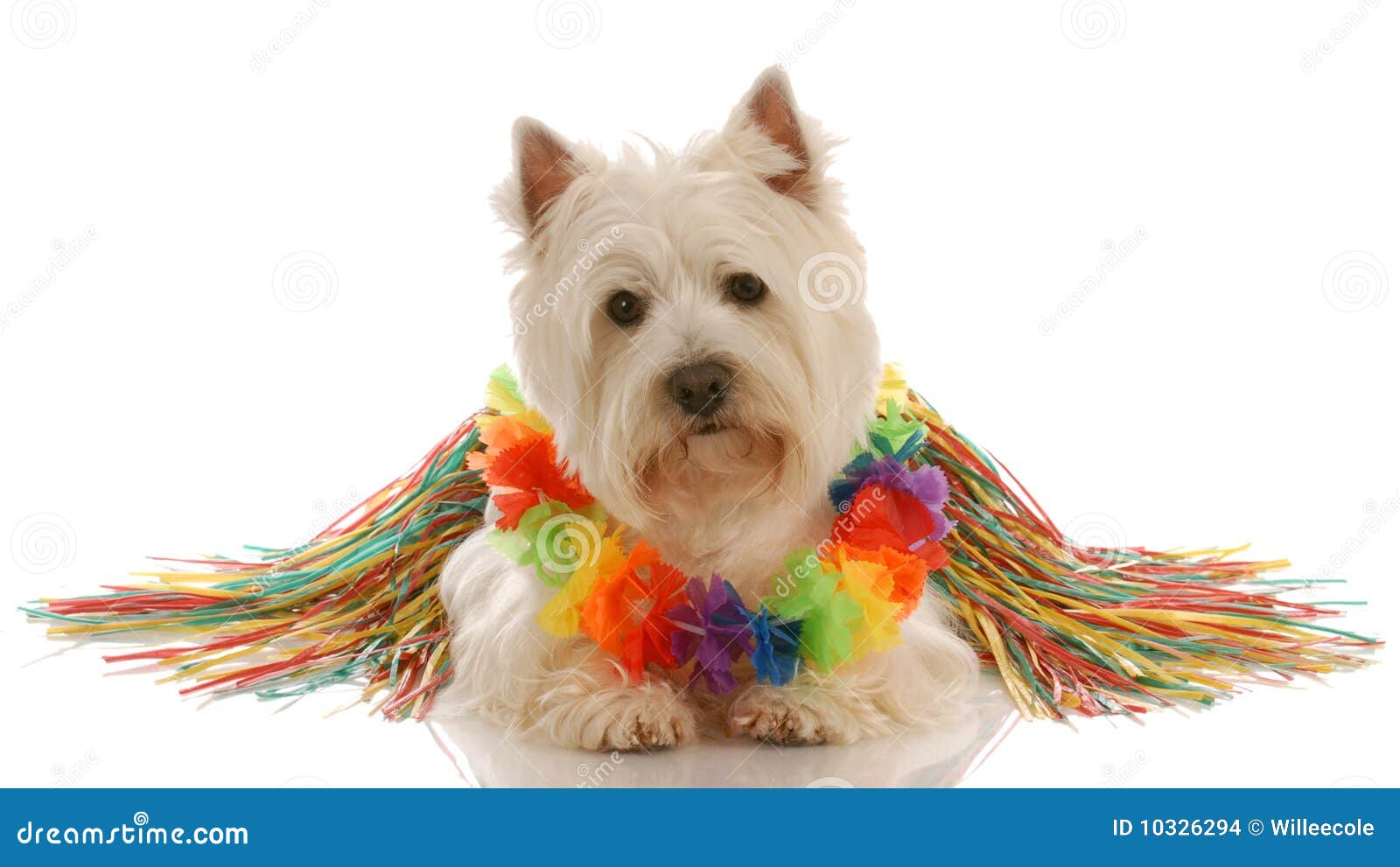 Dog Dressed Up As Hula Dancer Stock Photo - Image of garland, dancing ...