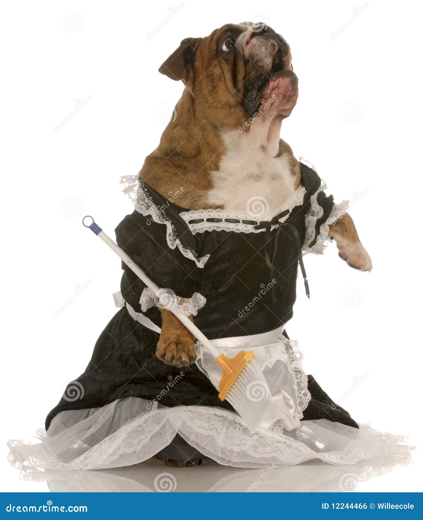 Dog dressed up as a maid stock photo. Image of expression - 12244466