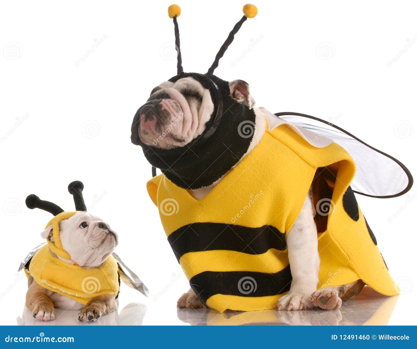 Dog Dressed Up As Matching Bees Stock Photo - Image of emotion, guilty ...