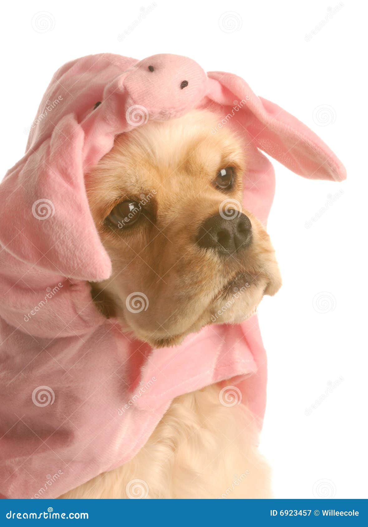 Pig Dressed Up Costume Stock Photos - Free & Royalty-Free Stock Photos ...