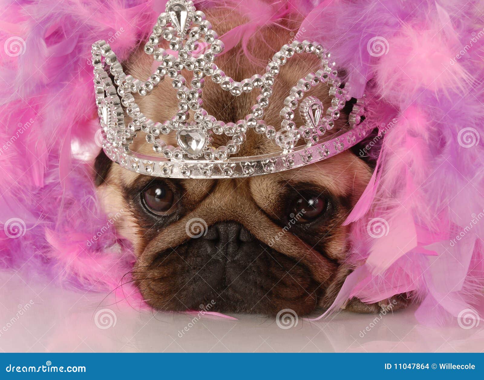 Dog Dressed Up As A Princess Royalty-Free Stock Image | CartoonDealer ...