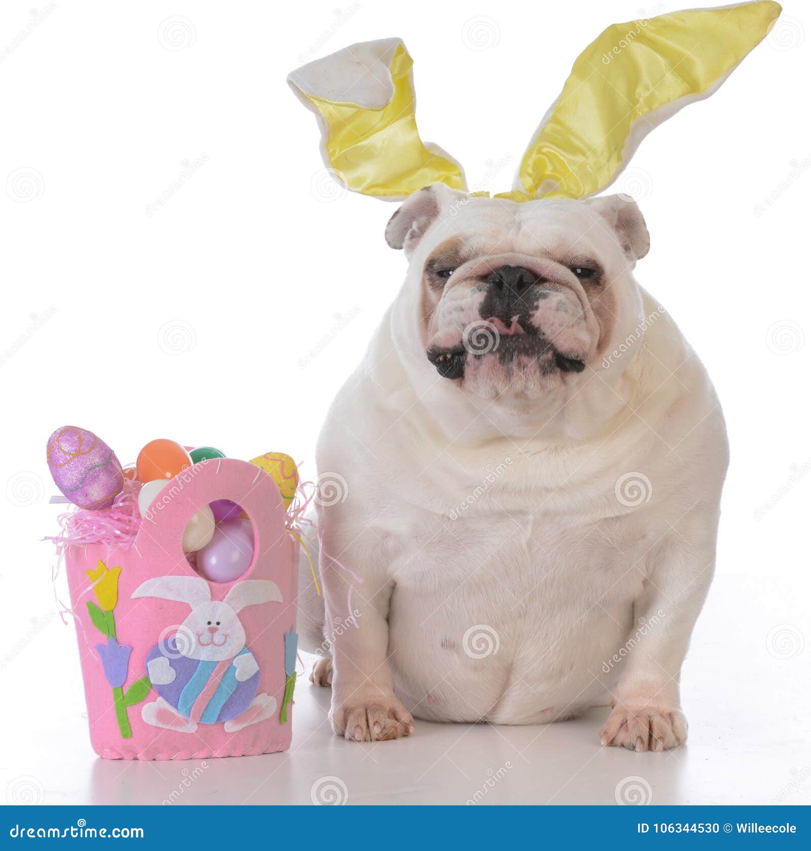 Dog dressed up for easter stock photo. Image of cute - 106344530