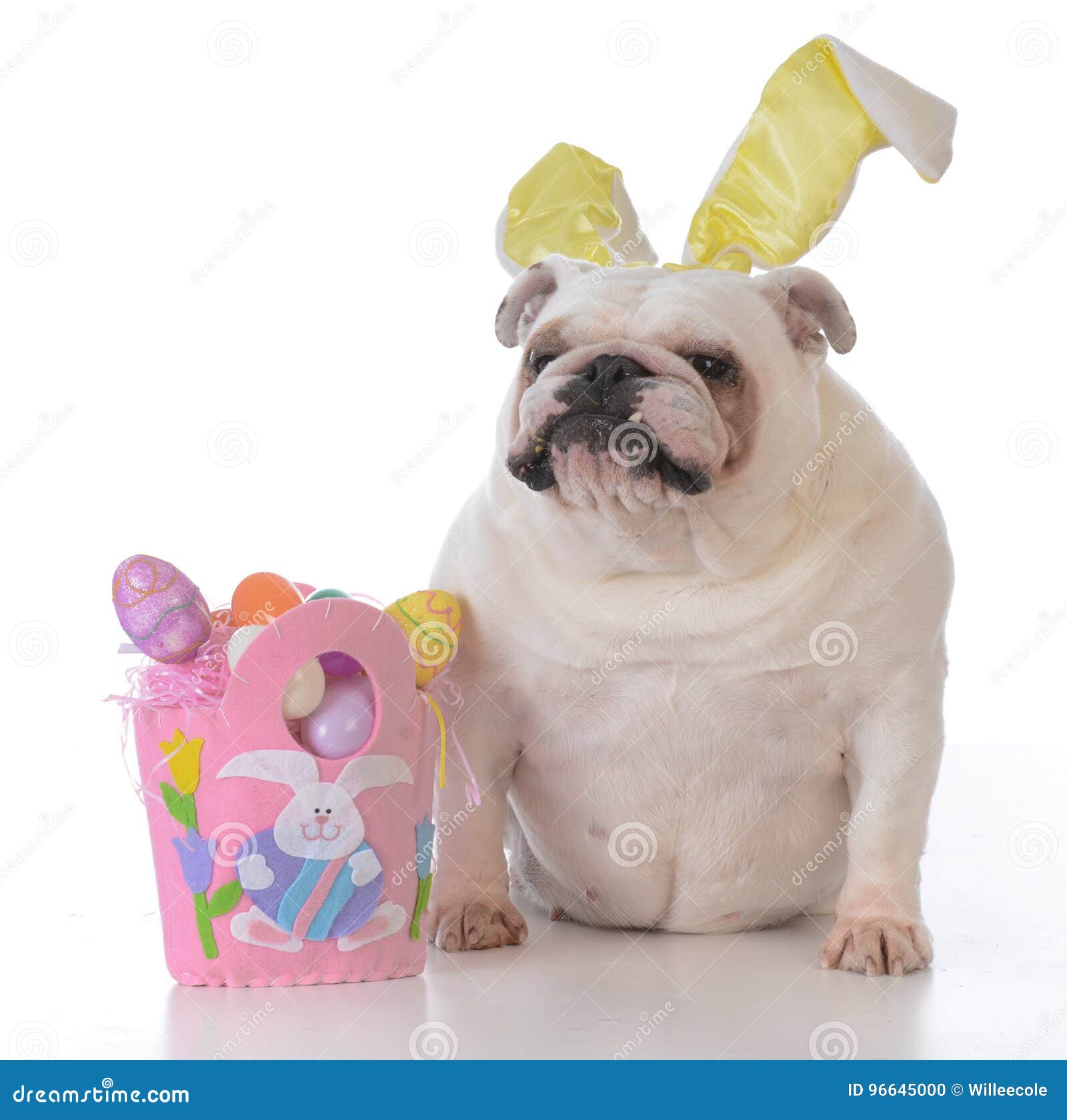Dog dressed up for easter stock photo. Image of puppy - 96645000