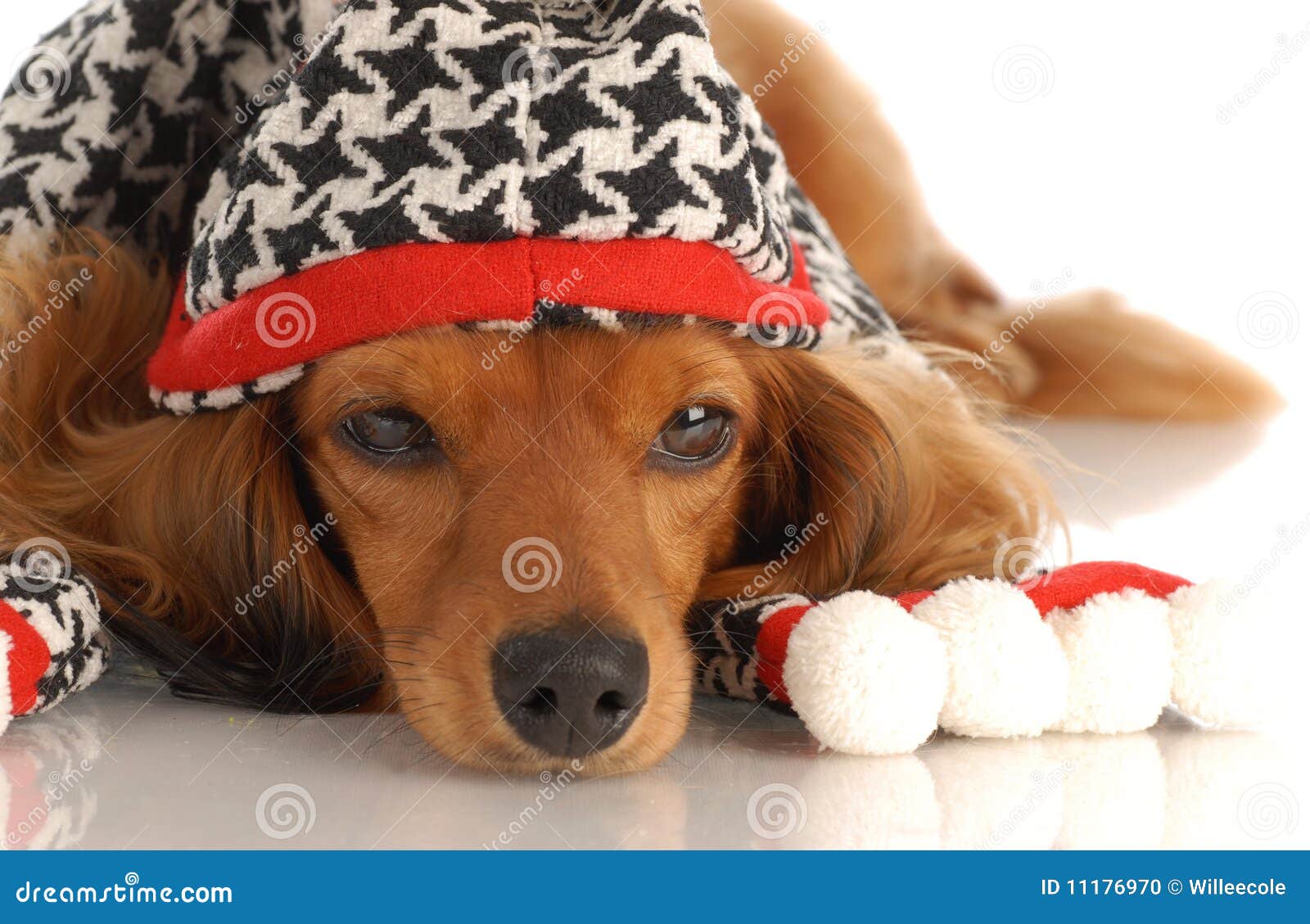 Dog dressed for winter stock photo. Image of hair, doggy - 11176970