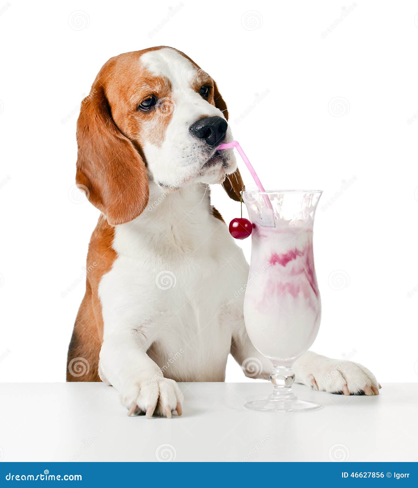 Dog Drink Cocktail , Isolated on White Stock Photo - Image of dessert ...