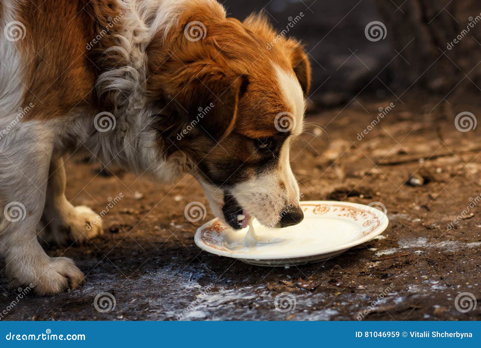 Dog Drinking Milk from Bowl Stock Image - Image of mammal, whisker ...