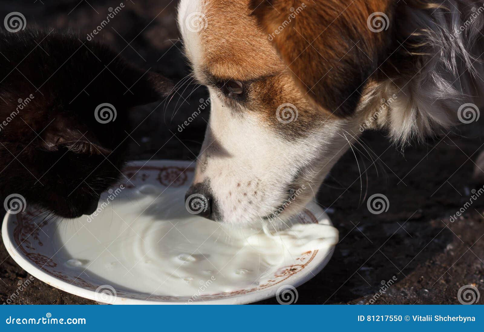 Dog Drinking Milk from Bowl Stock Photo - Image of tongue, food: 81217550