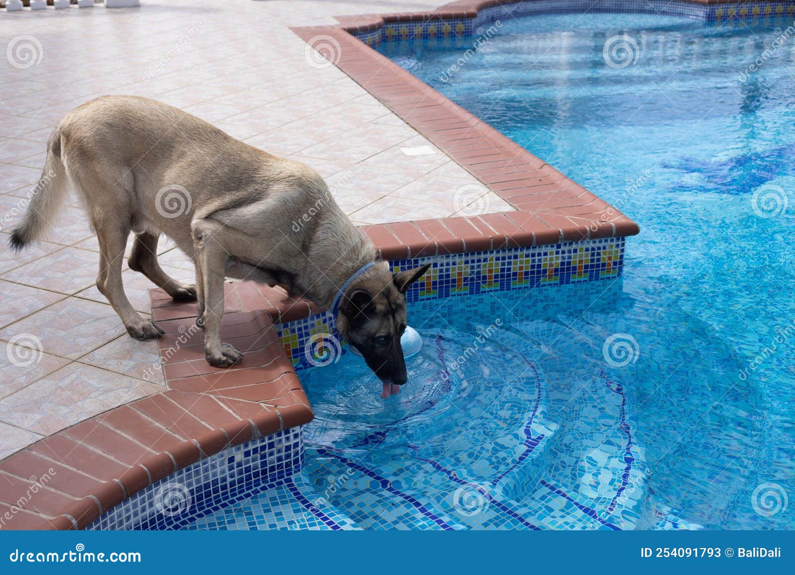 The Dog Drinking Water Out of Swimming Pool. German Shepherd. Stock ...