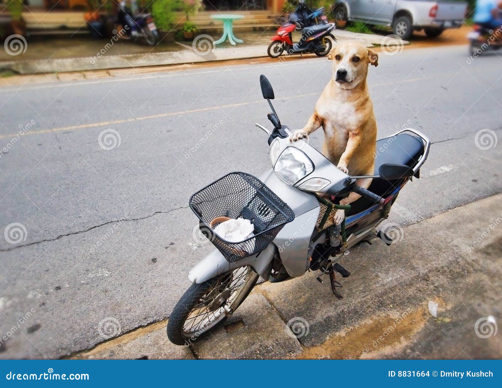Dog driver stock photo. Image of action, cute, energy - 8831664