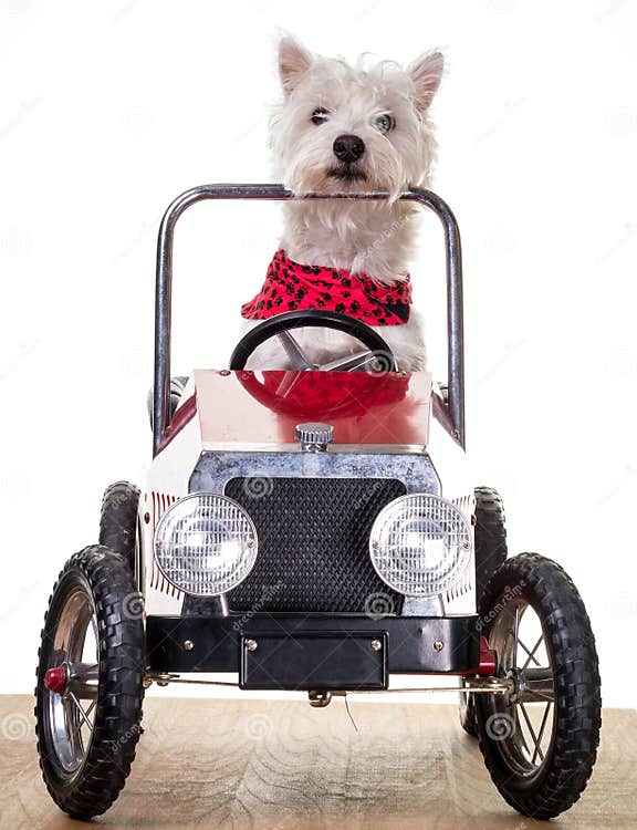 Dog Driving a Car stock image. Image of white, cute, driving - 26950893
