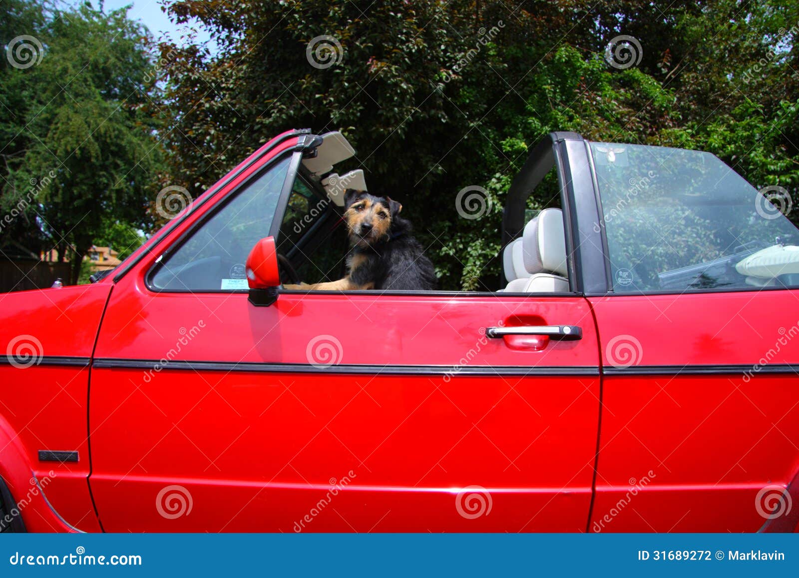 Dog Driving stock photo. Image of pant, cars, control - 31689272