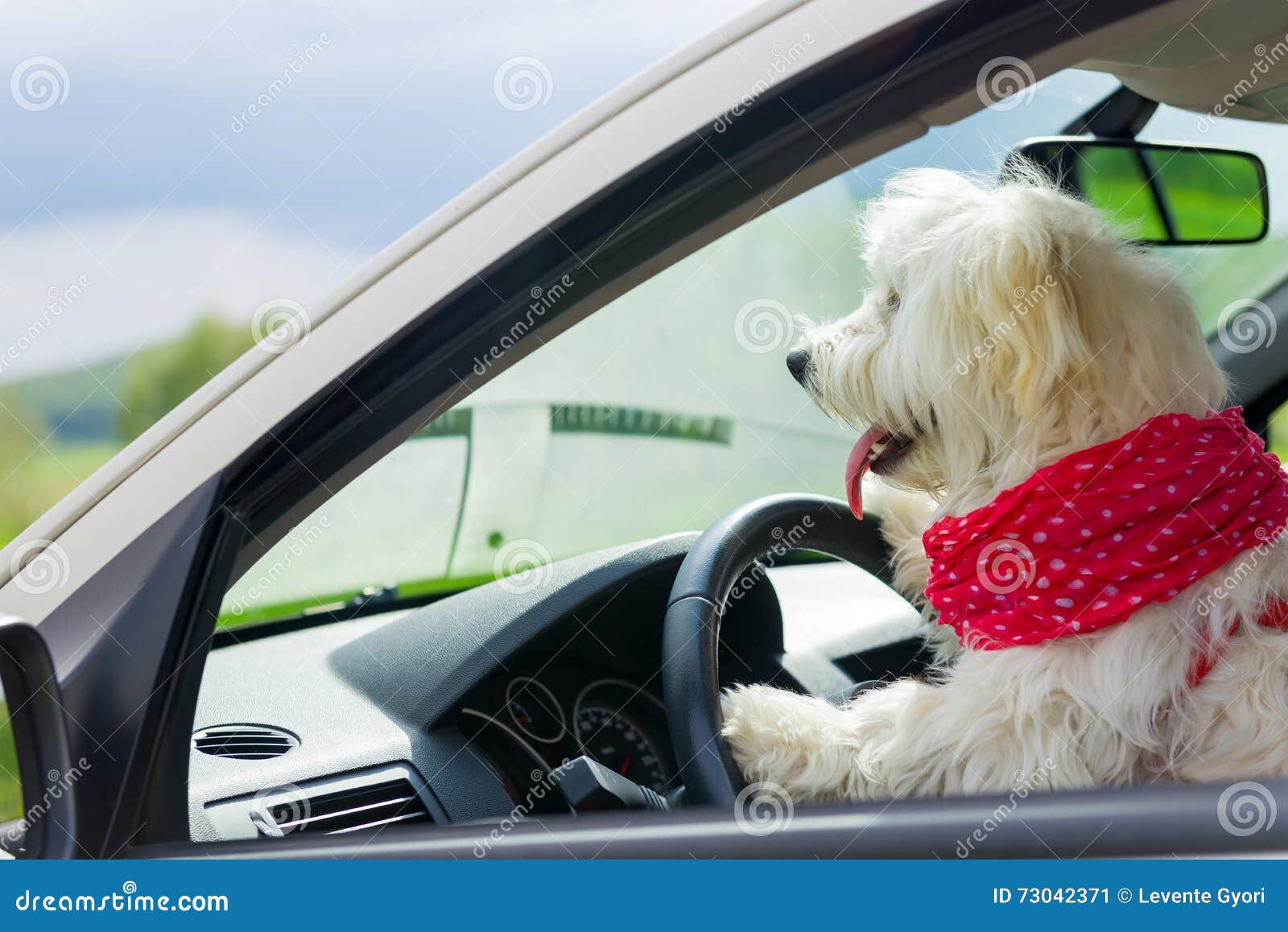 Dog Driving a Steering Wheel in a Car Stock Image - Image of race, head ...