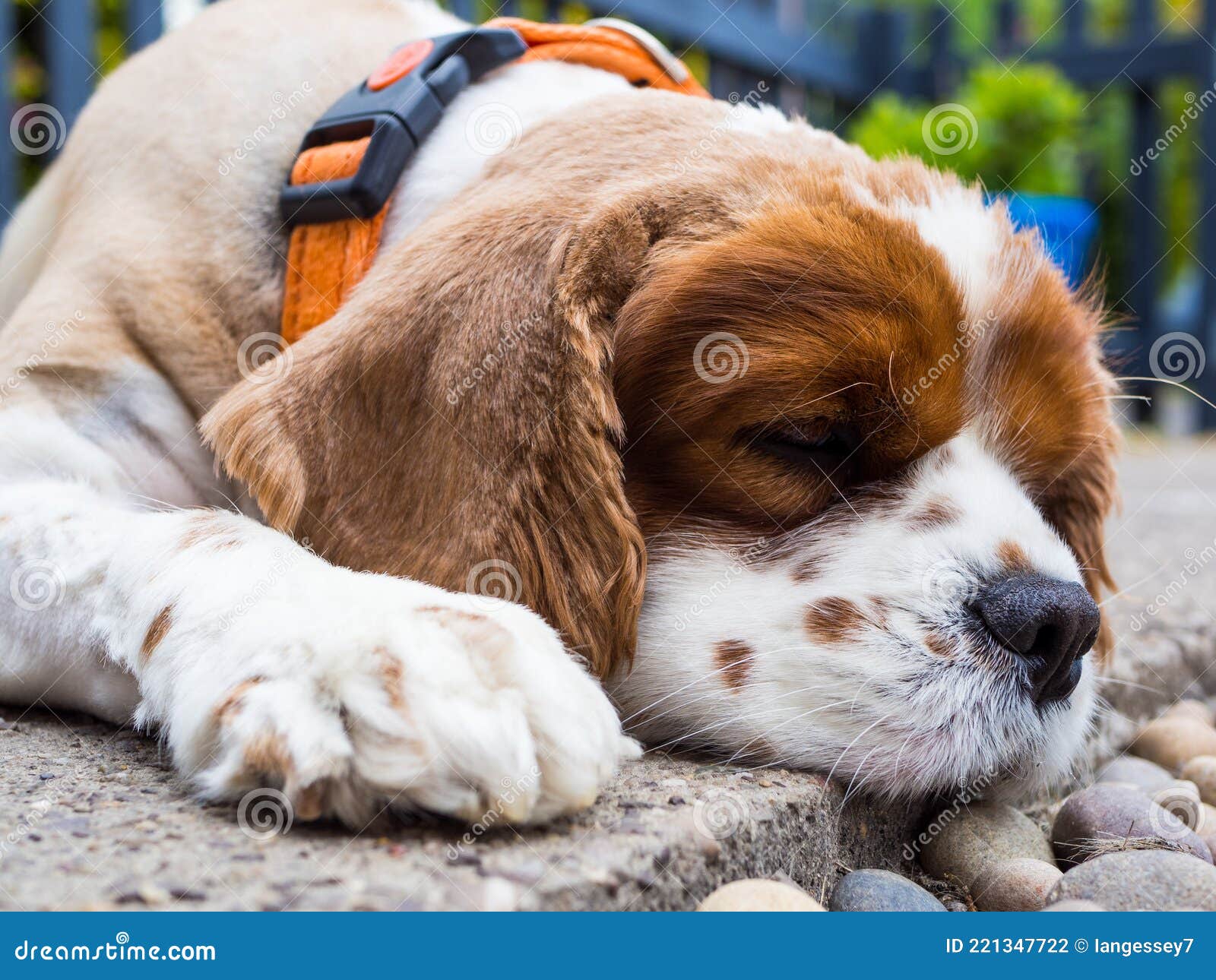 A Dog Drowsing on a Pathway Stock Photo - Image of sleeping, cavalier ...