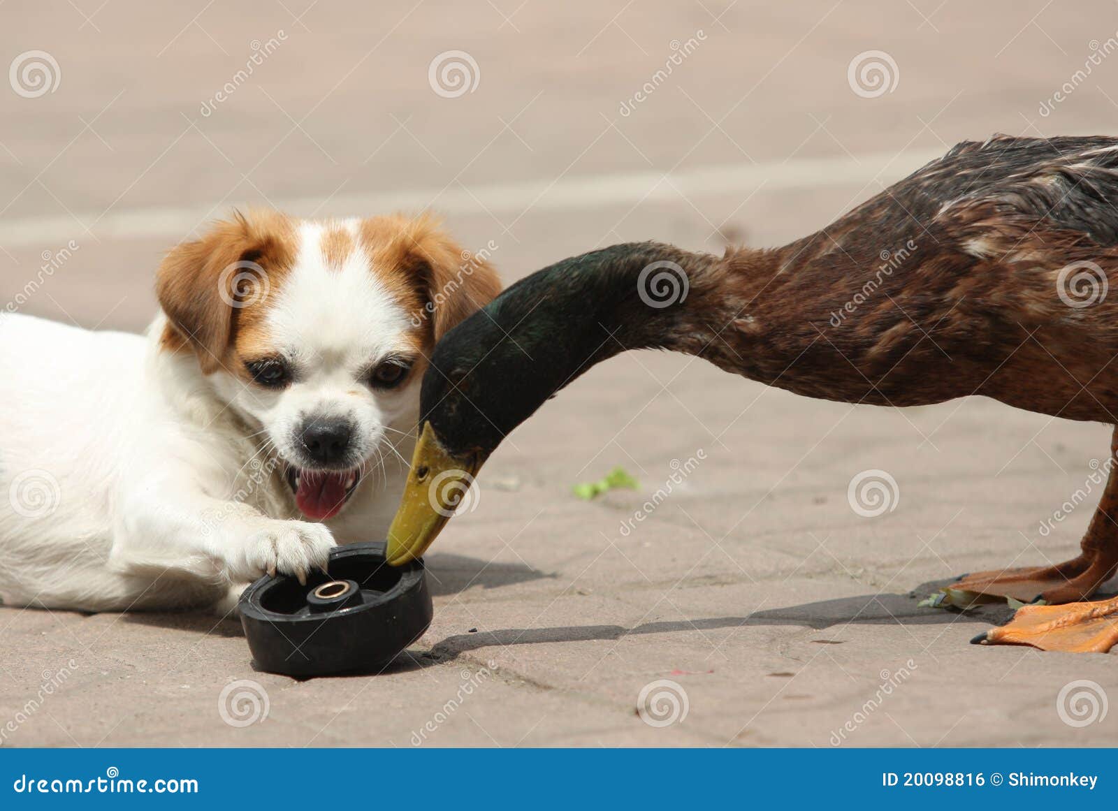 Dog and Duck stock photo. Image of friendly, play, duck - 20098816