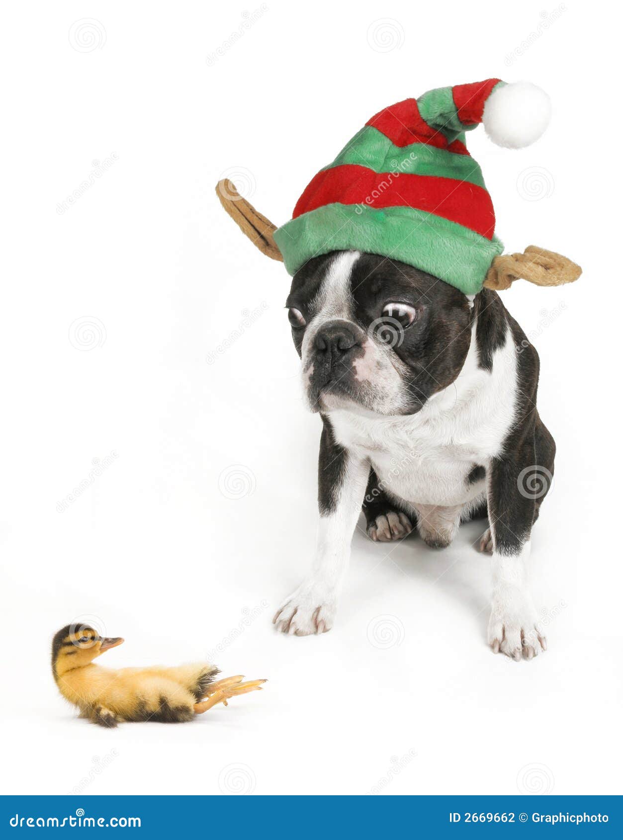 Dog and Duck stock photo. Image of puppy, canine, cute - 2669662