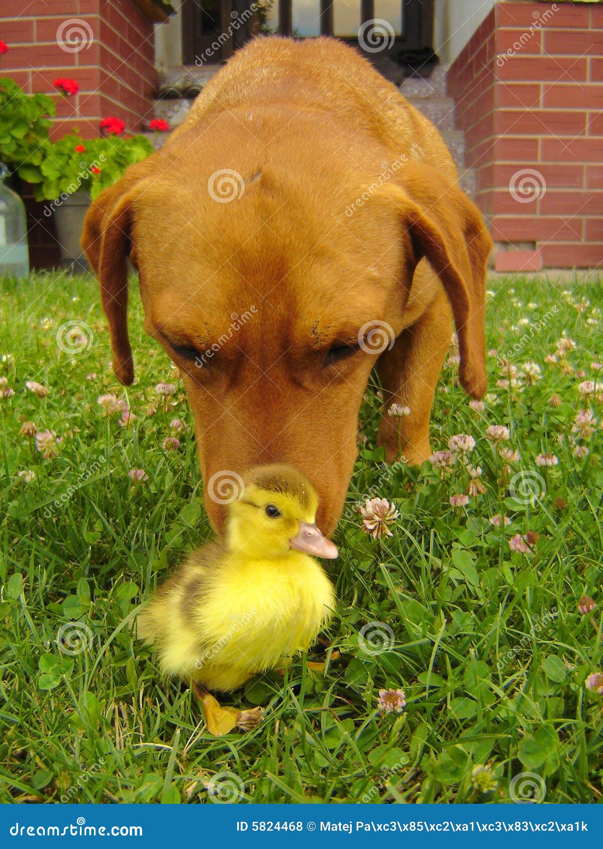 Dog with duck stock photo. Image of peace, friendship - 5824468