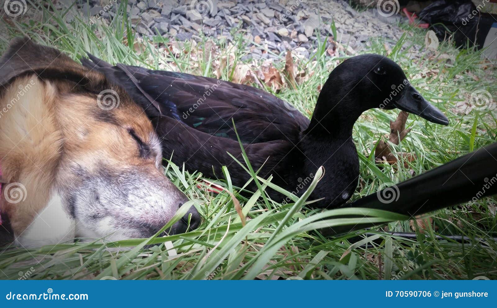 Dog and Duck stock photo. Image of black, duck, sleeping - 70590706
