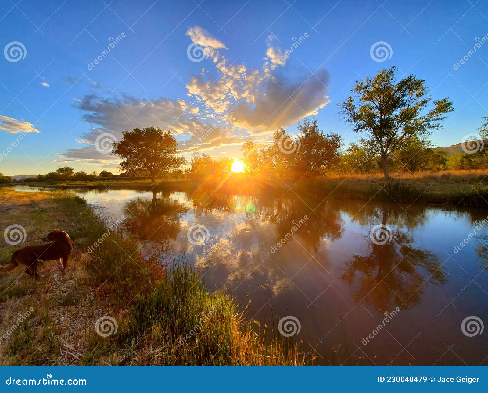 Dog ducks river sun rise stock image. Image of sunset - 230040479
