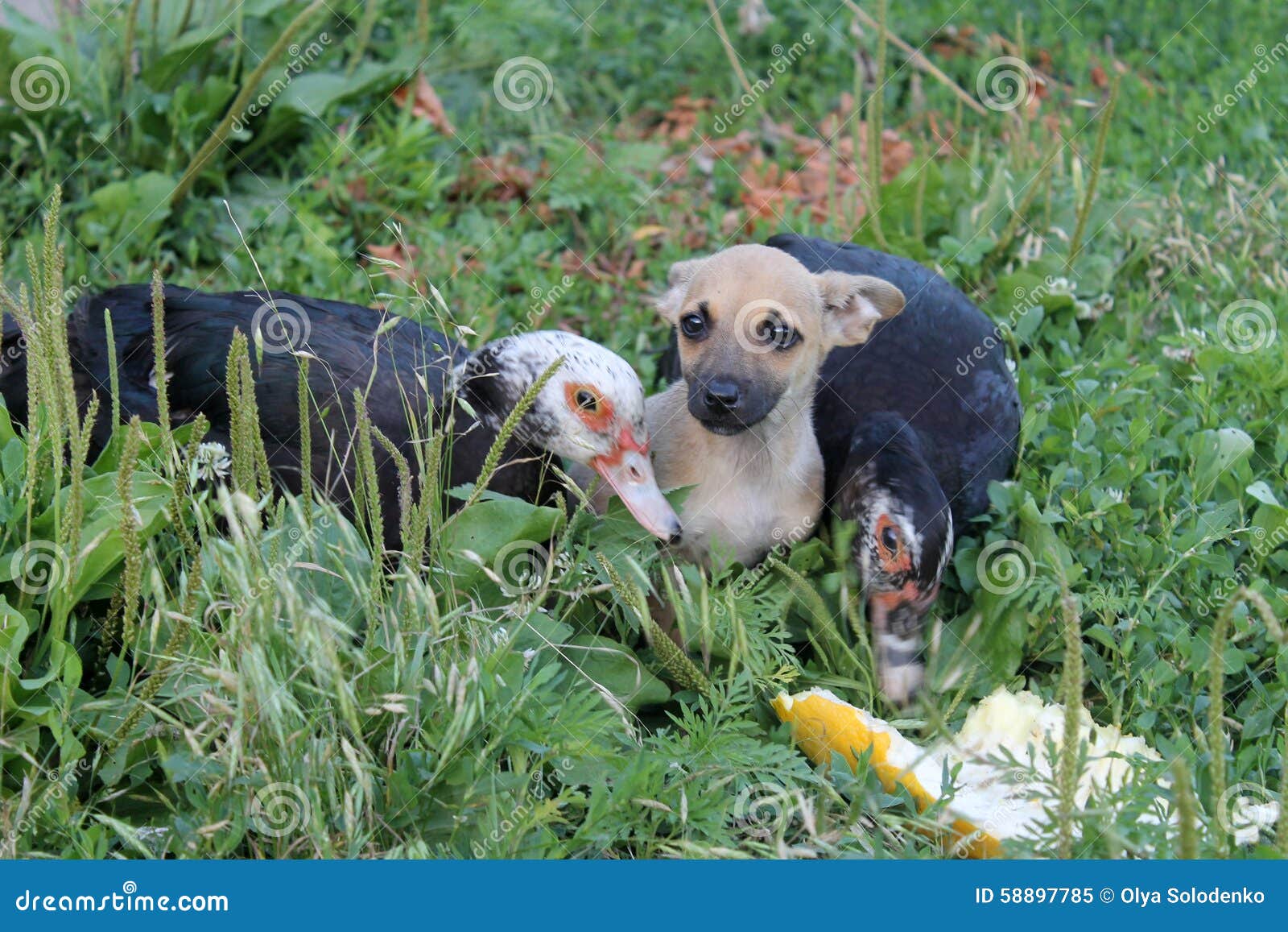 Dog and ducks stock image. Image of hound, nature, female - 58897785
