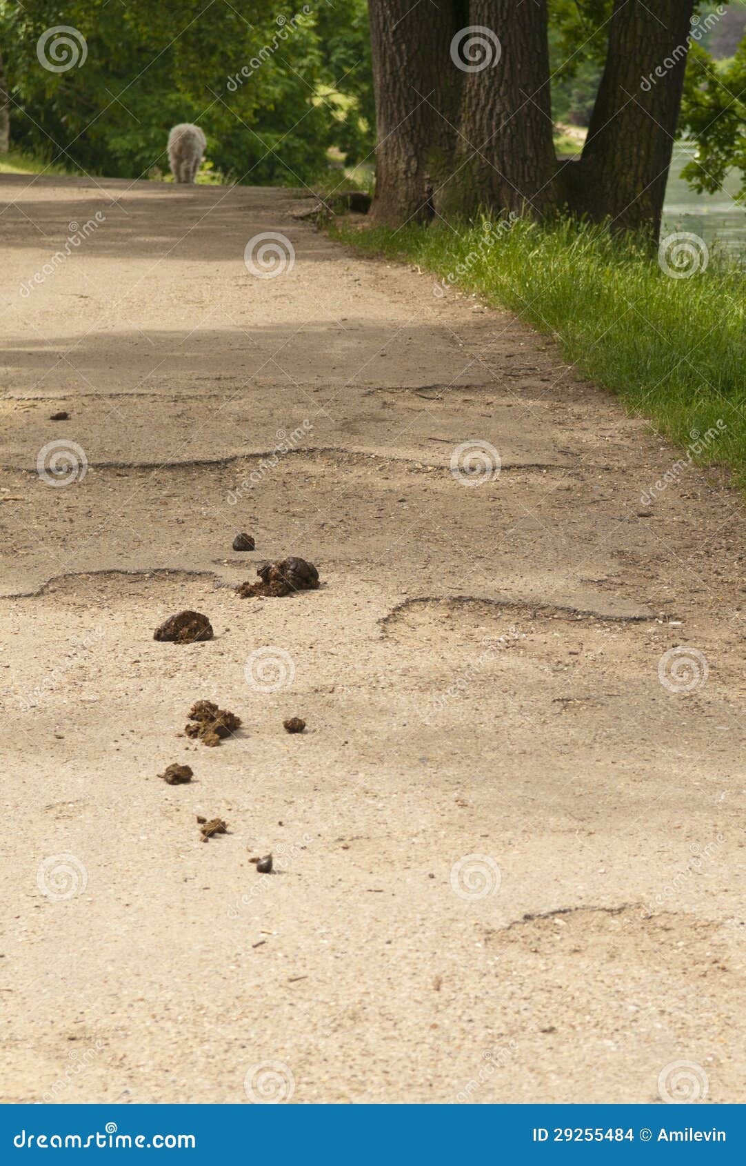 Dog dump stock photo. Image of excretion, feces, ejecta - 29255484