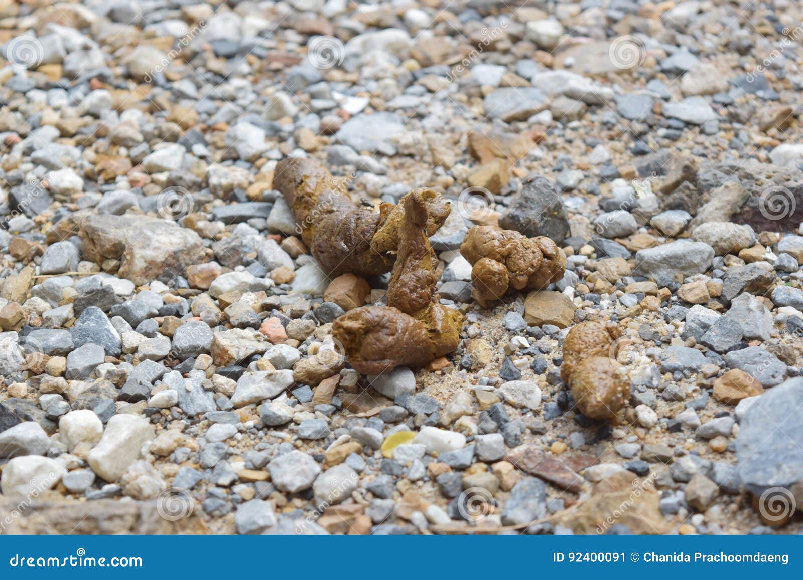 Dog Dung on the Street and it is Not Pleasant. Stock Image - Image of ...