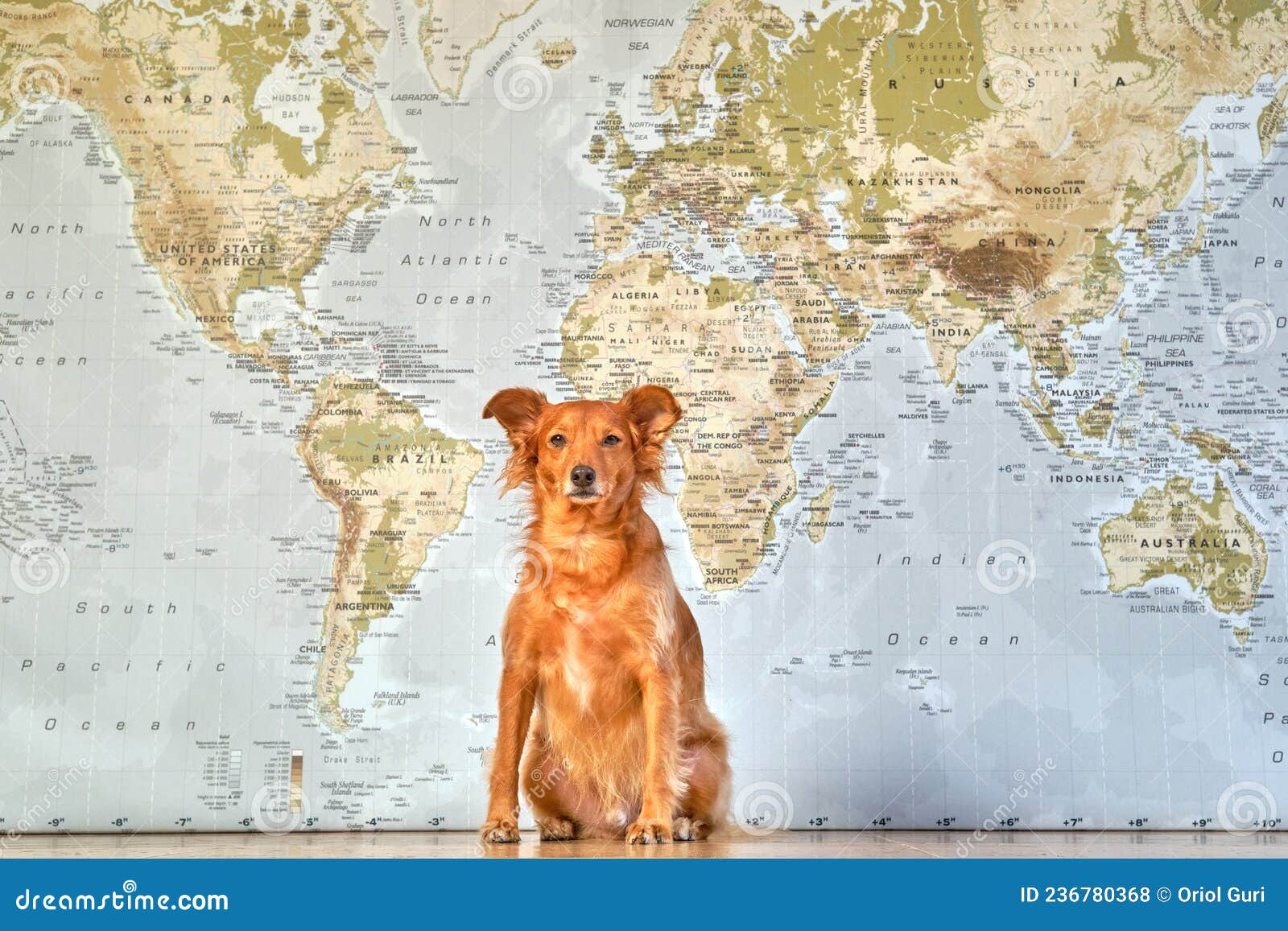 Dog Eager To Travel, Poses in Front of a World Map Stock Photo - Image ...