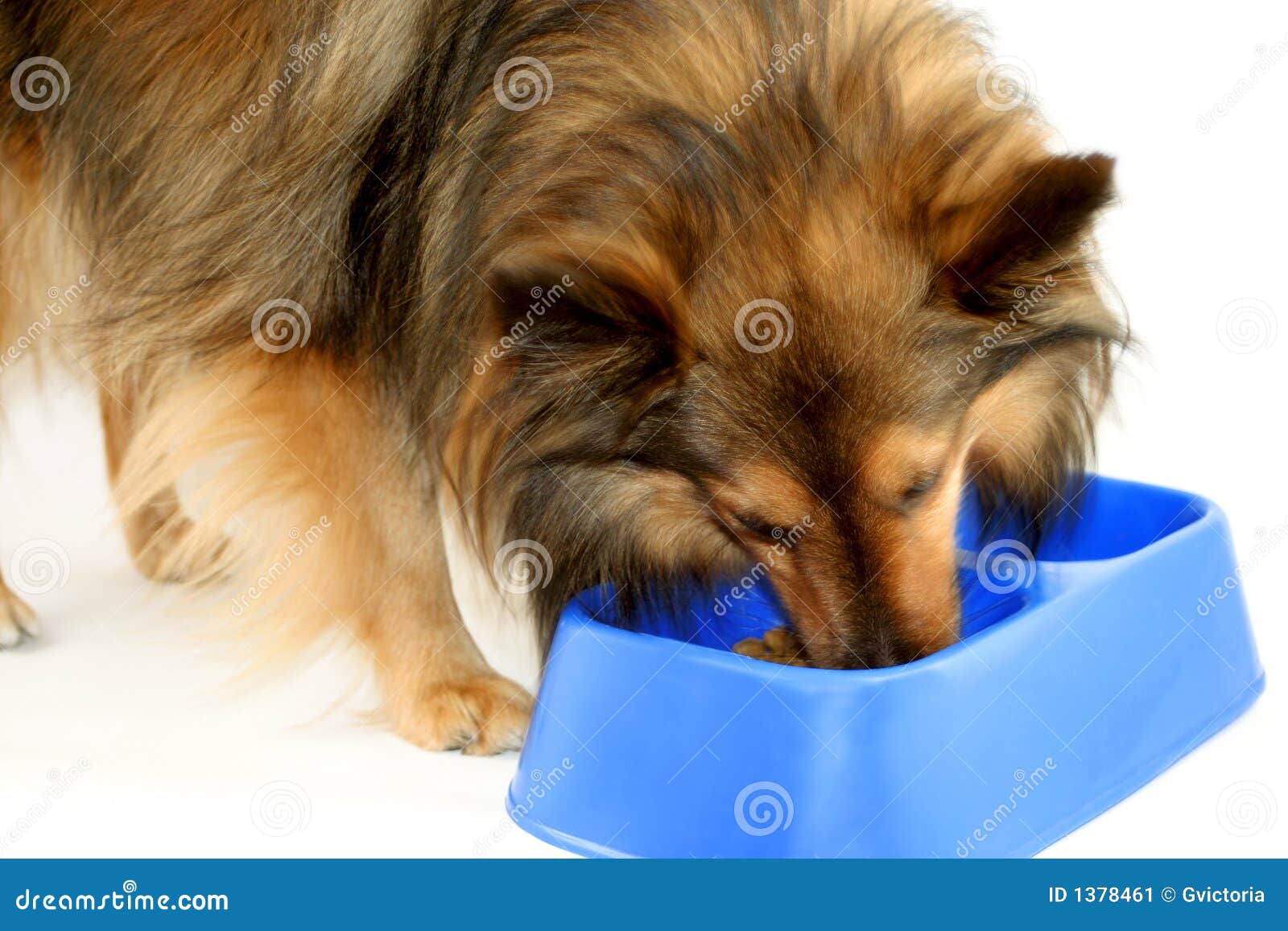 Dog eating stock image. Image of look, pose, dish, beautiful - 1378461