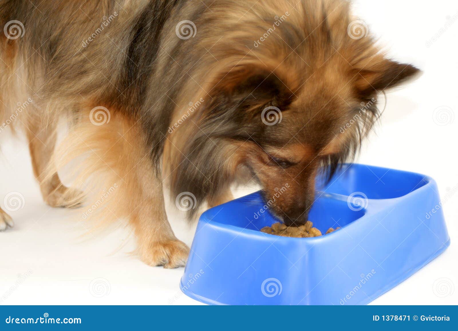 Dog eating stock image. Image of pose, portrait, portraits - 1378471