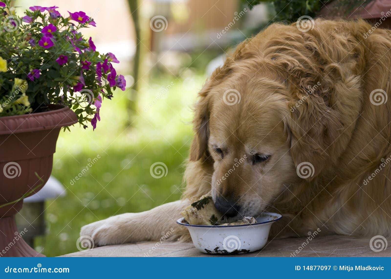 Dog eating stock image. Image of golden, retriever, meat - 14877097