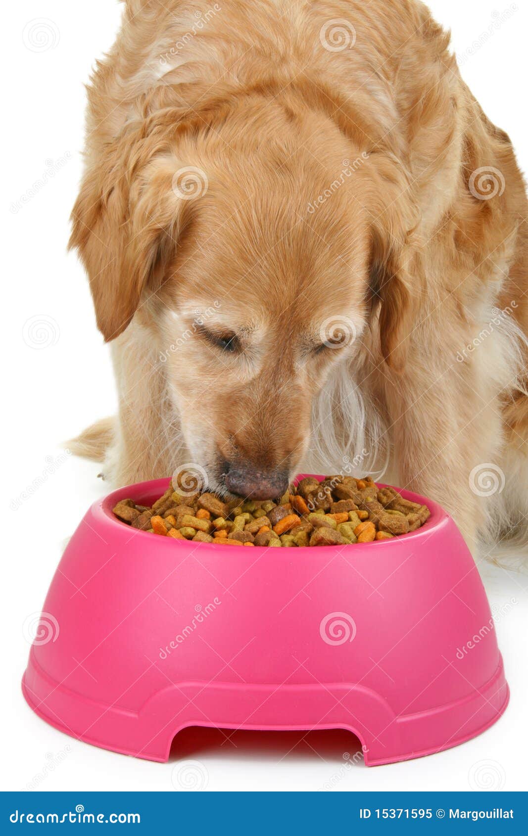 Dog eating stock image. Image of food, eating, bowl, retriever - 15371595
