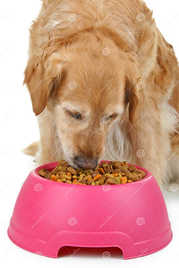 Dog eating stock image. Image of food, eating, bowl, retriever - 15371595