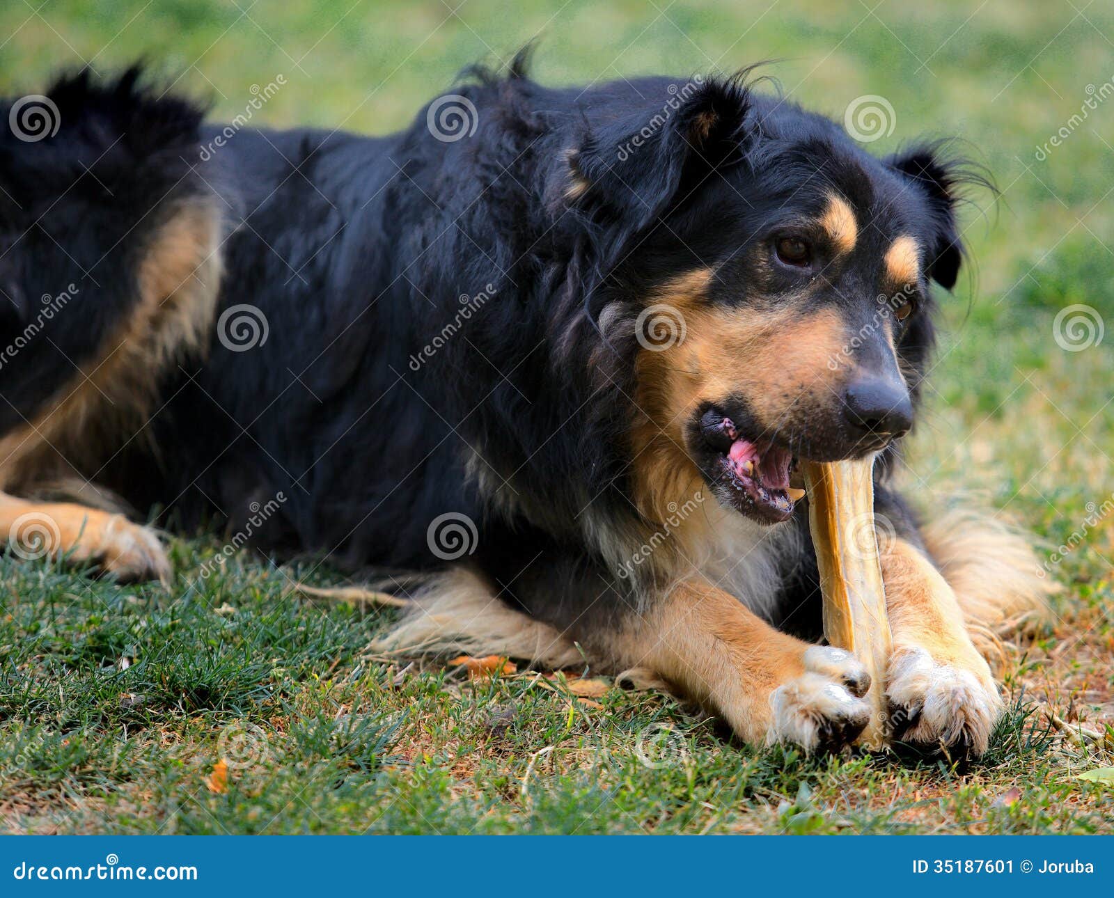 Dog eating bone stock image. Image of masticate, black - 35187601