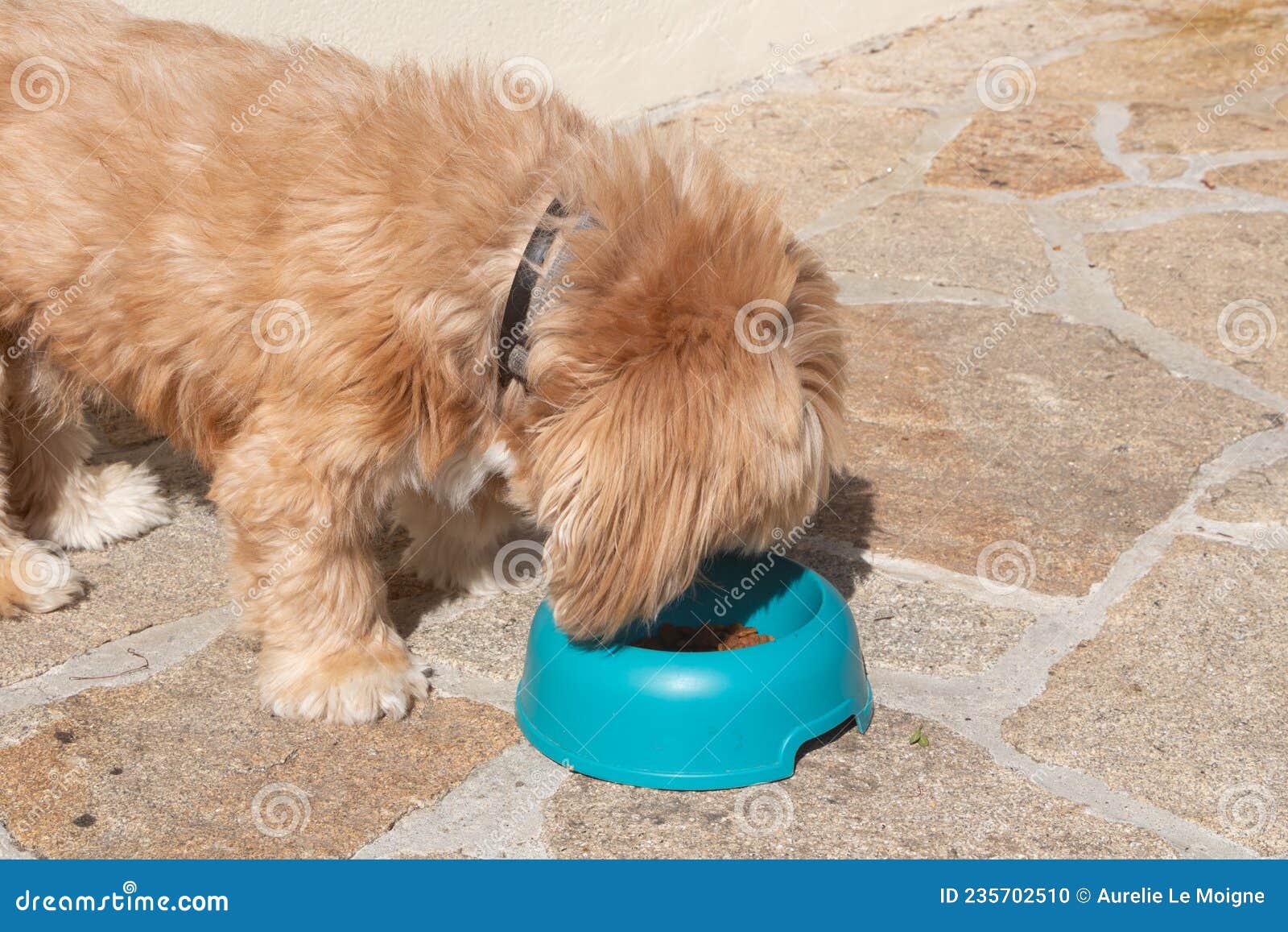 Dog eating in a dog bowl stock photo. Image of lhasa - 235702510