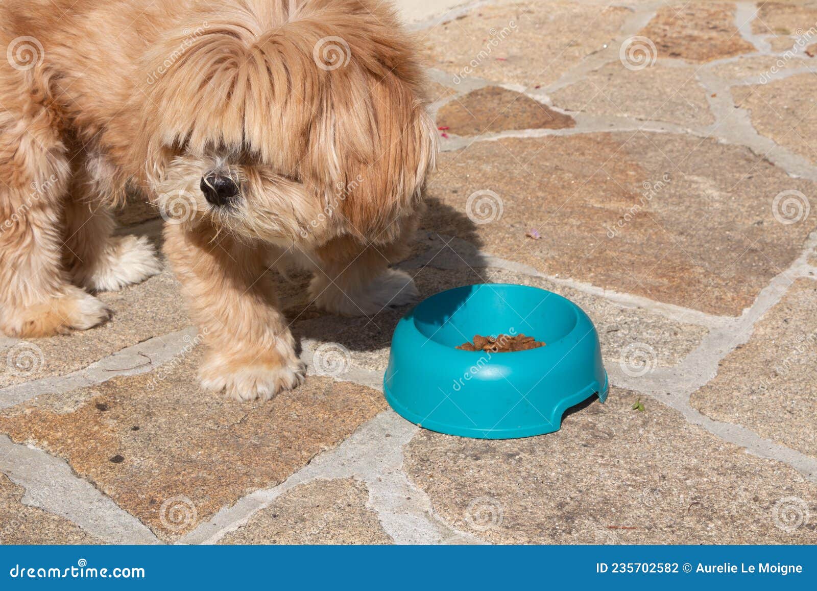 Dog eating in a dog bowl stock photo. Image of feed - 235702582