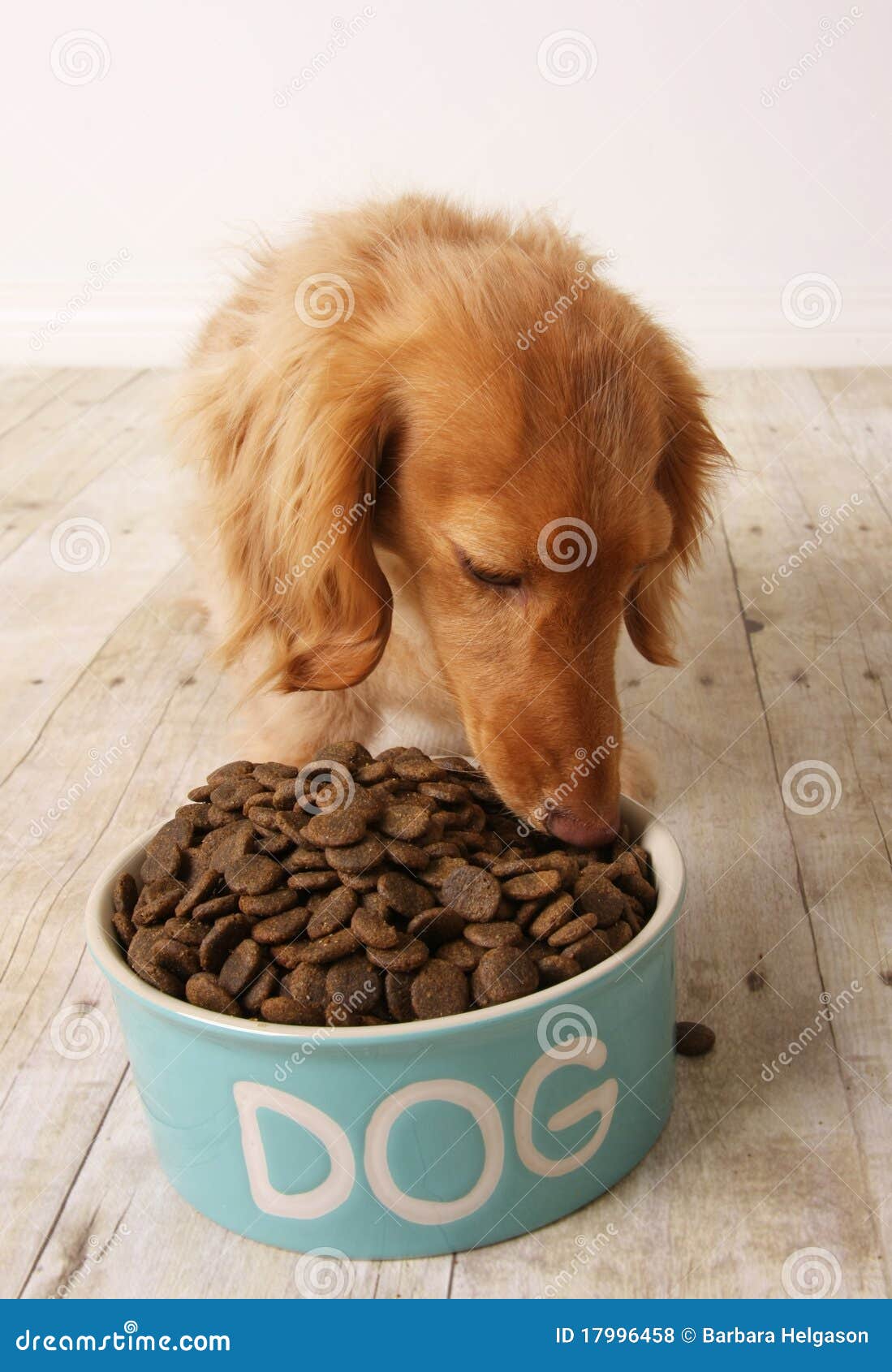 Dog eating food stock photo. Image of hungry, dogfood - 17996458