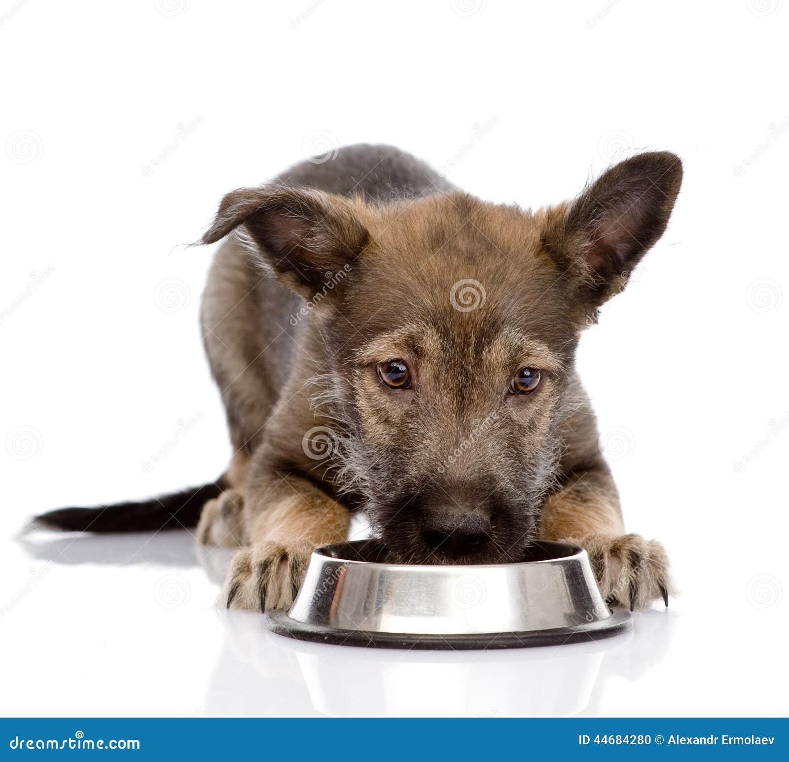 Dog Eating Food from Dish. Isolated on White Background Stock Photo ...