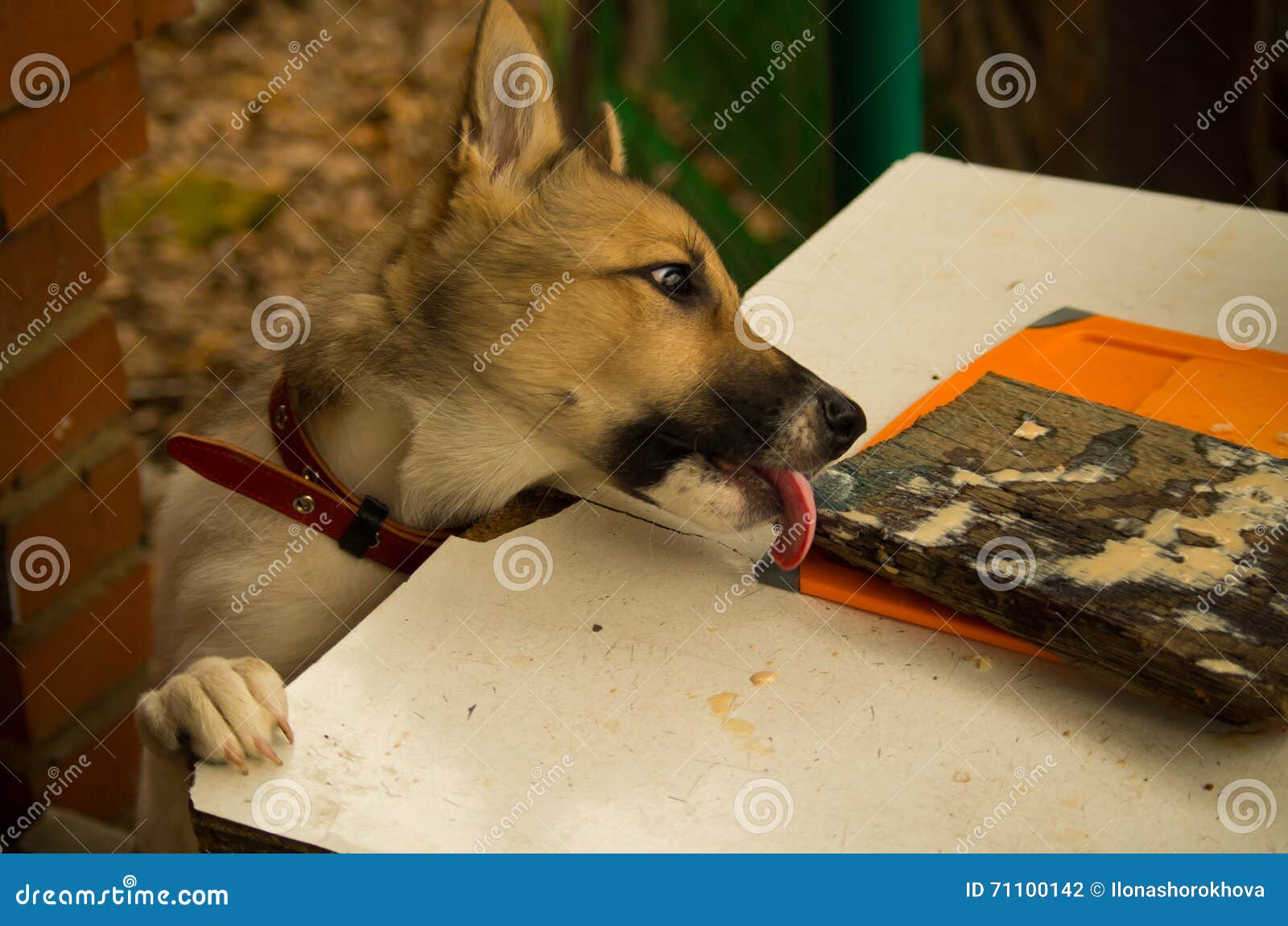 A Dog Eating Food from the Table Stock Photo - Image of animal, color ...